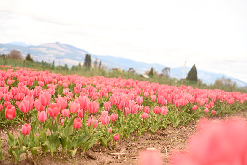 Packer Orchards | Farm Fresh Goodies, Seasonal Events & Family Fun